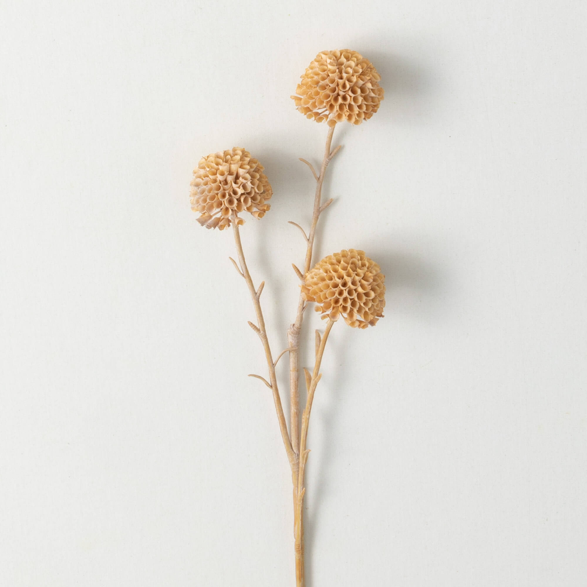 MARIGOLD SPRAY – Details